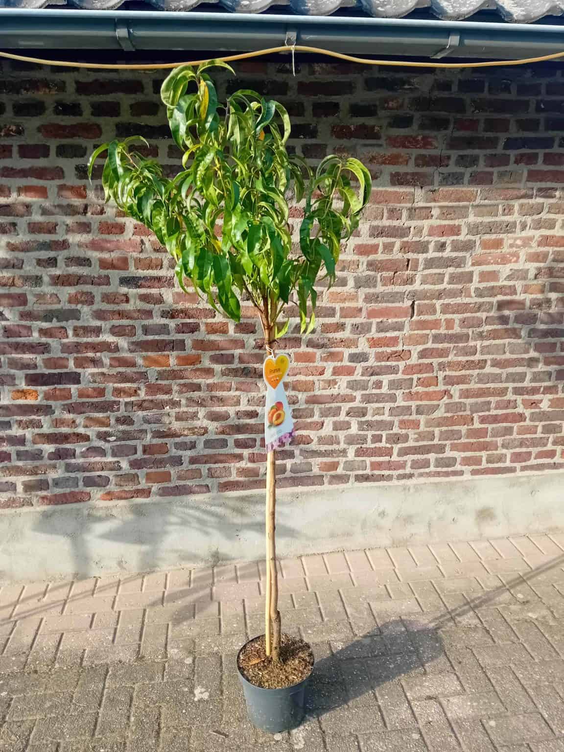 Flavortop Halfstam Nectarineboom - Eigen Fruit Boom